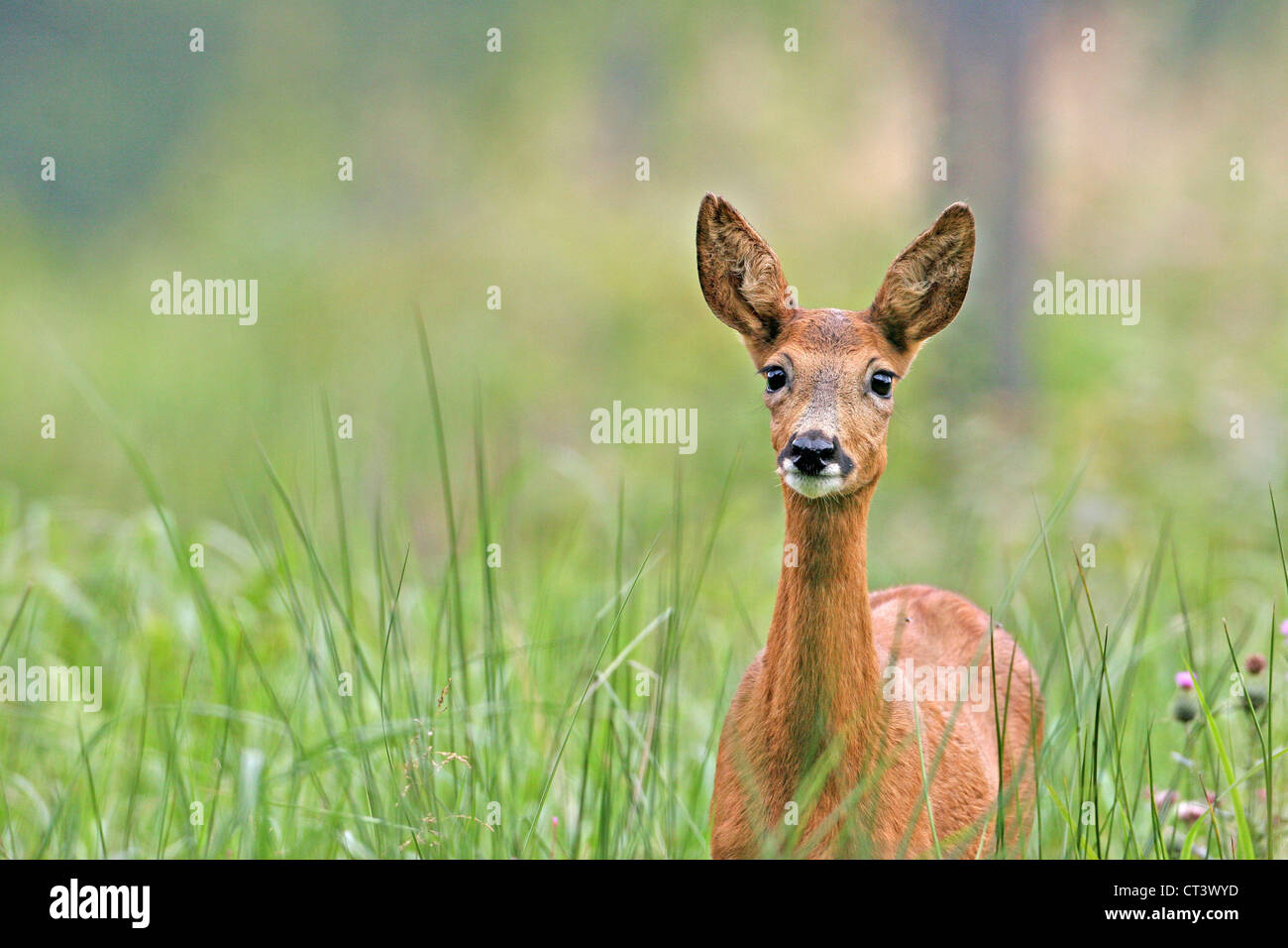 WESTERN ROE DEER Stock Photo - Alamy