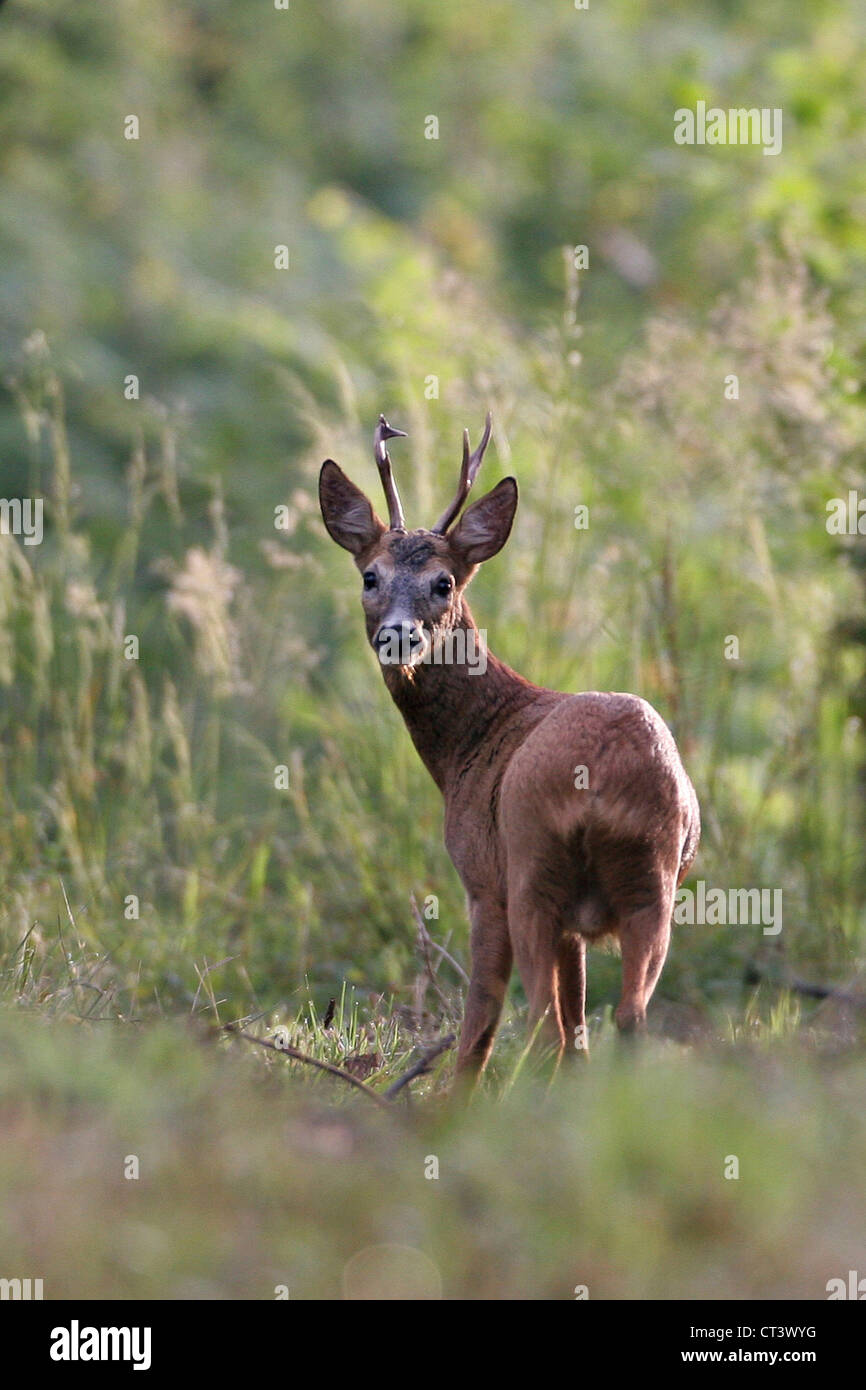 WESTERN ROE DEER Stock Photo - Alamy