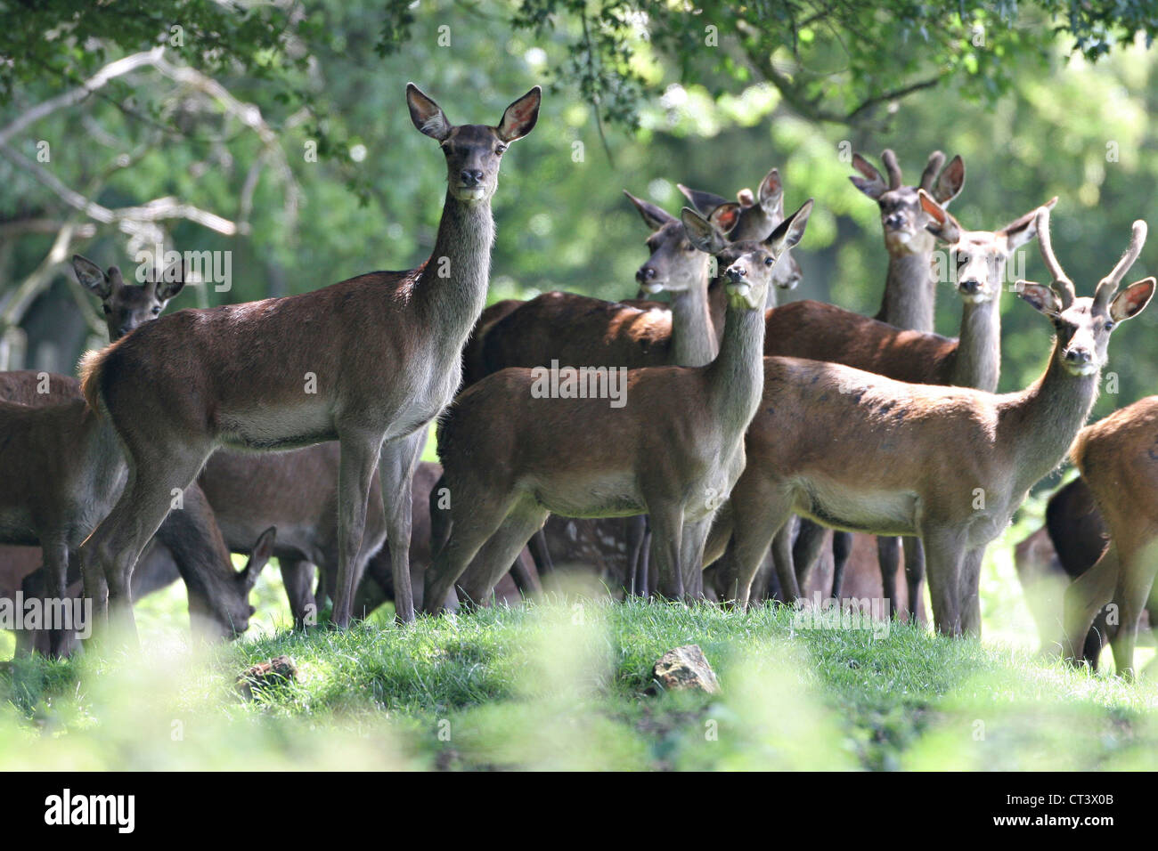Horde of deer hi-res stock photography and images - Alamy