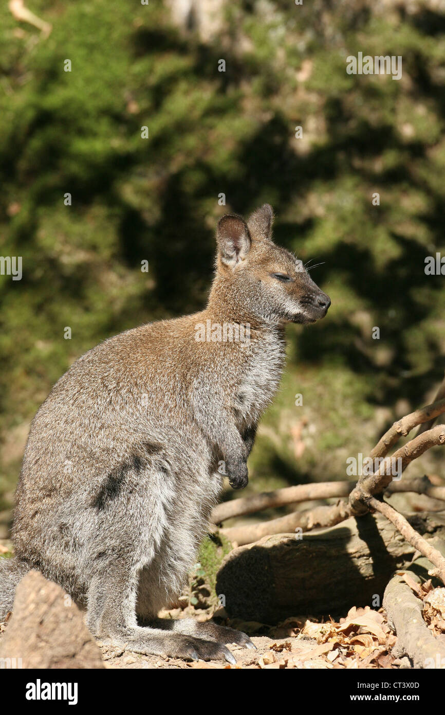 Side view kangaroo hi-res stock photography and images - Alamy