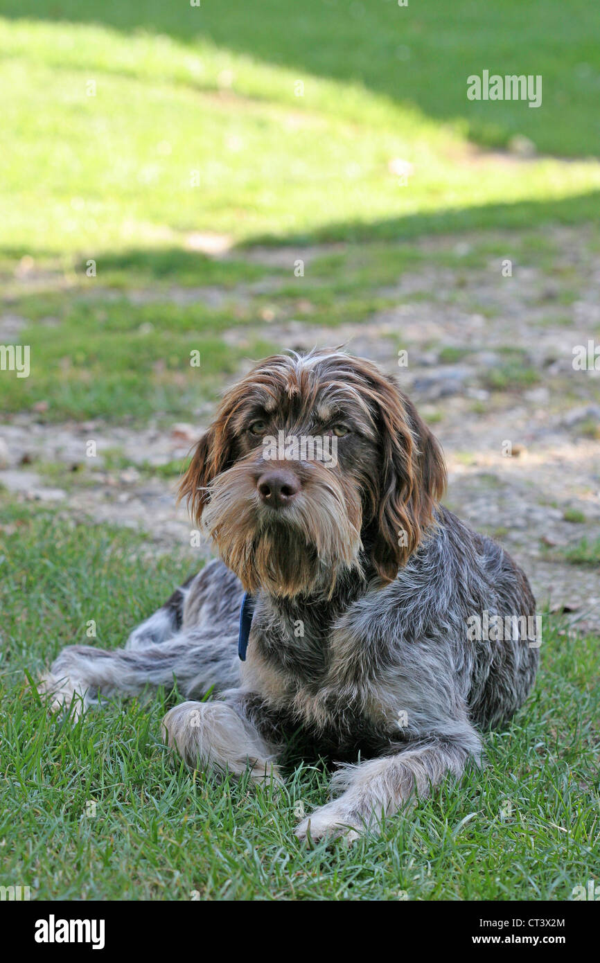 DOG, WIREHAIRED POINTING GRIFFON Stock Photo - Alamy