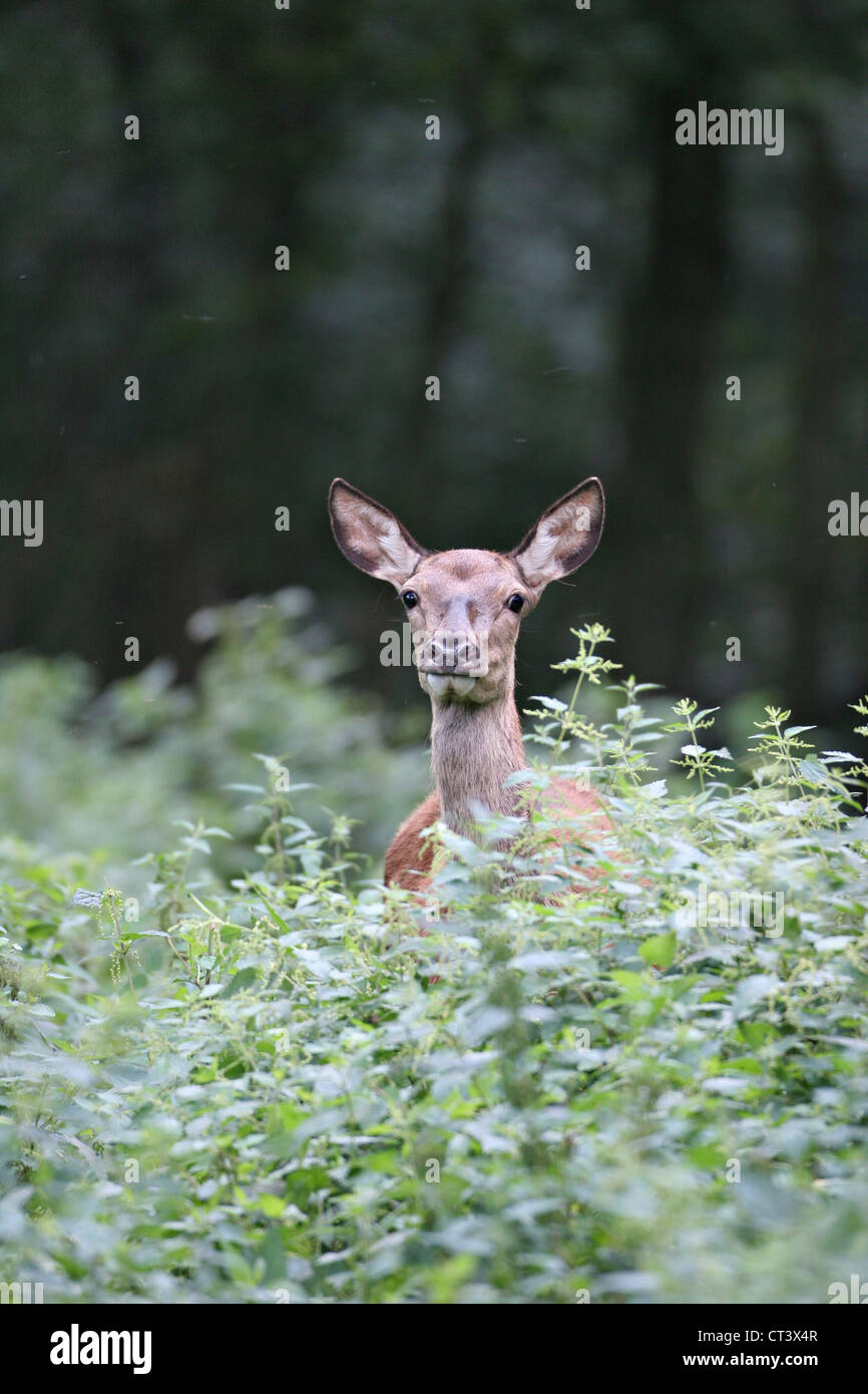 Individual deer hi-res stock photography and images - Alamy