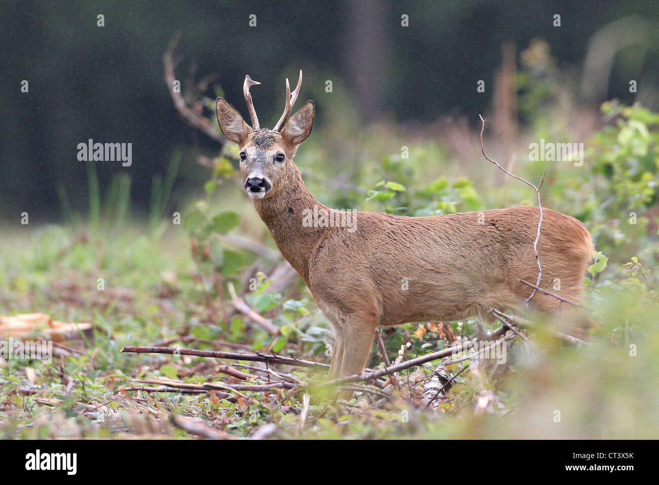 WESTERN ROE DEER Stock Photo - Alamy