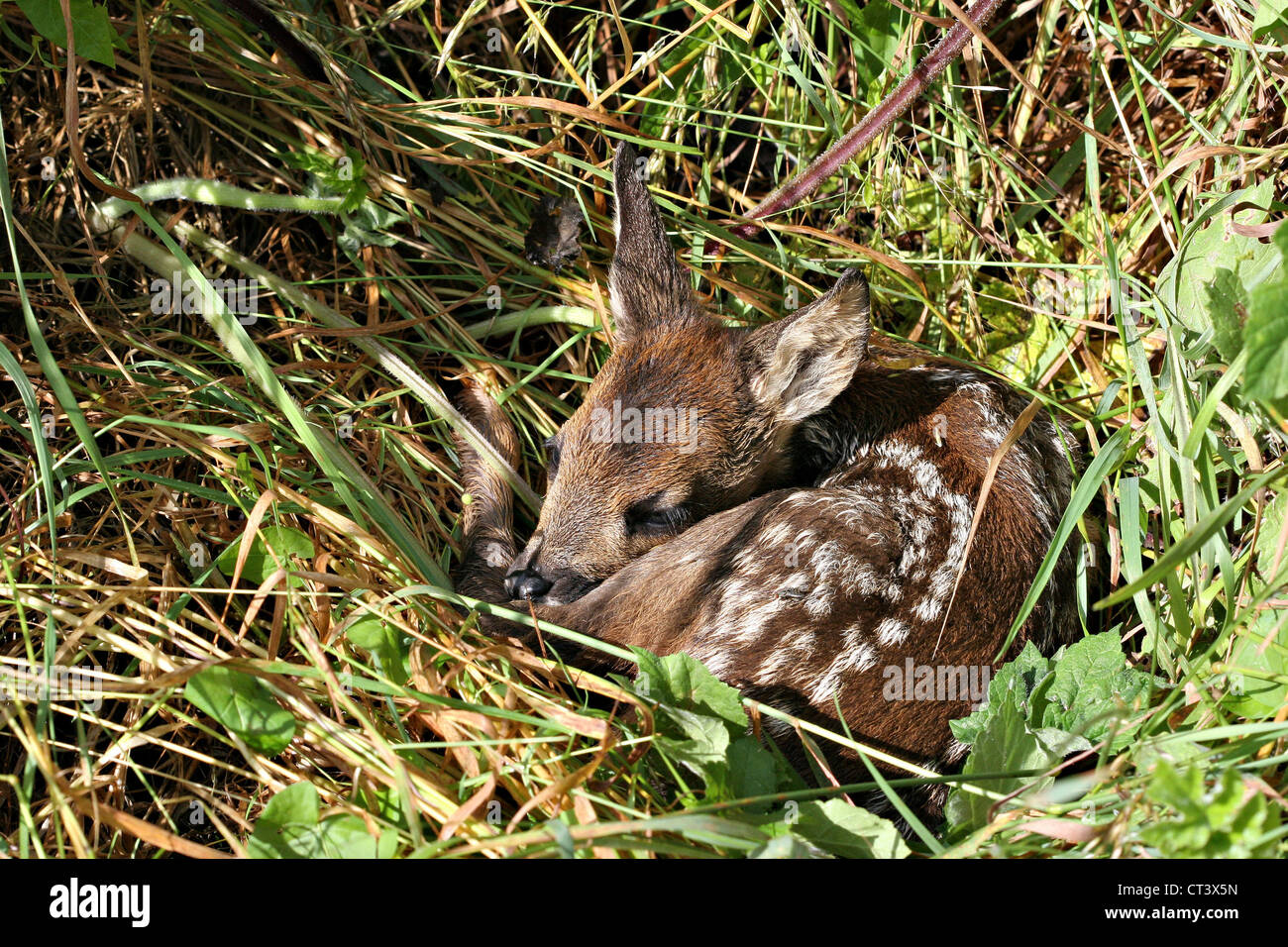 Roe deer fawns and france hi-res stock photography and images - Alamy