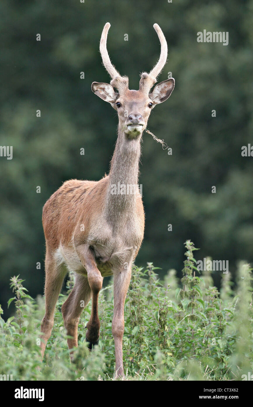 Red Deer France Stock Photos & Red Deer France Stock Images - Alamy