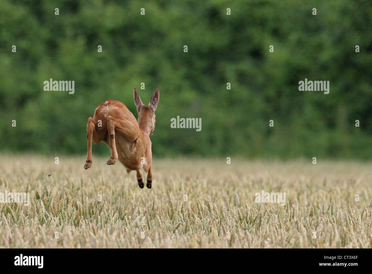 Deer bounding hi-res stock photography and images - Alamy