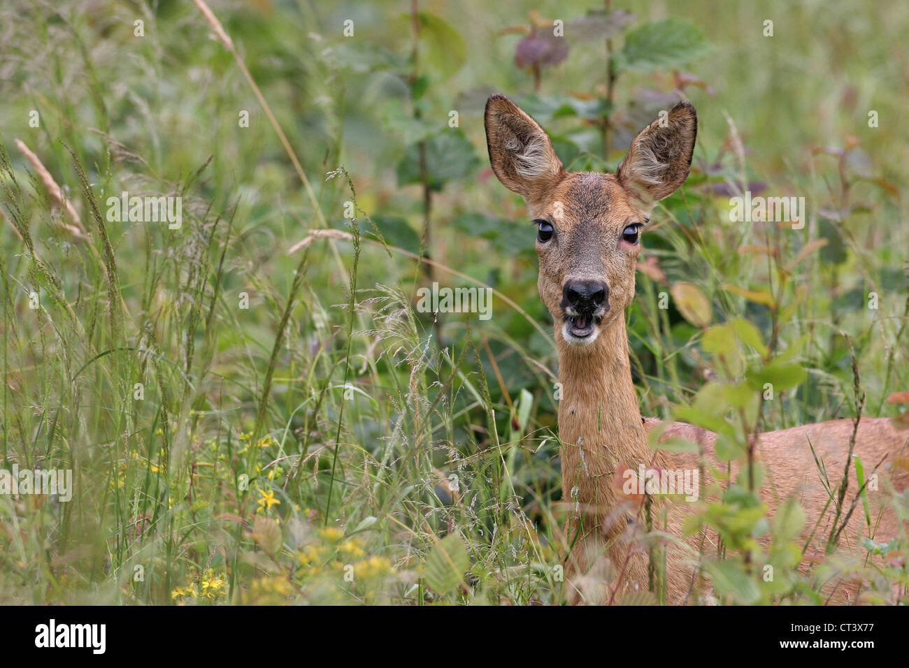 WESTERN ROE DEER Stock Photo - Alamy
