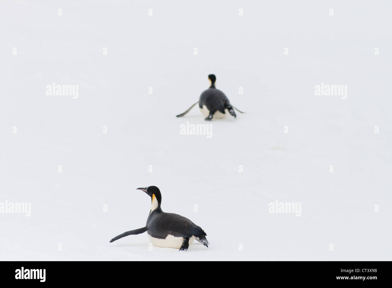 Emperor penguin sliding on belly hi-res stock photography and images ...