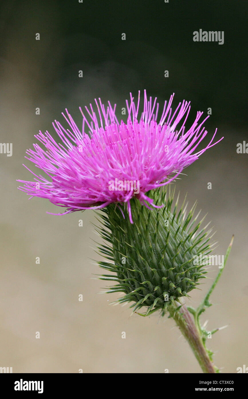 THISTLE Stock Photo - Alamy