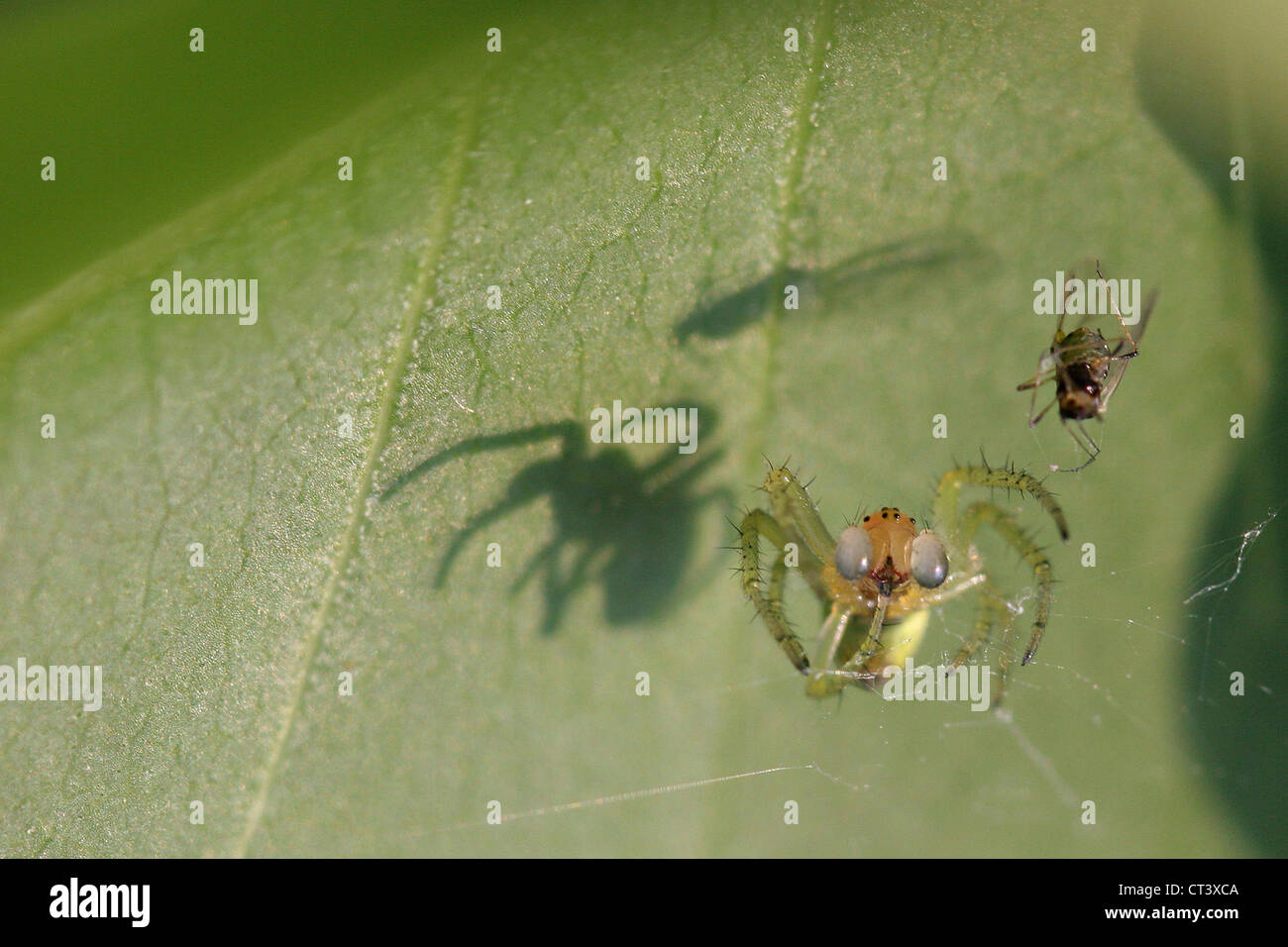 Spiders catching insects hi-res stock photography and images - Alamy