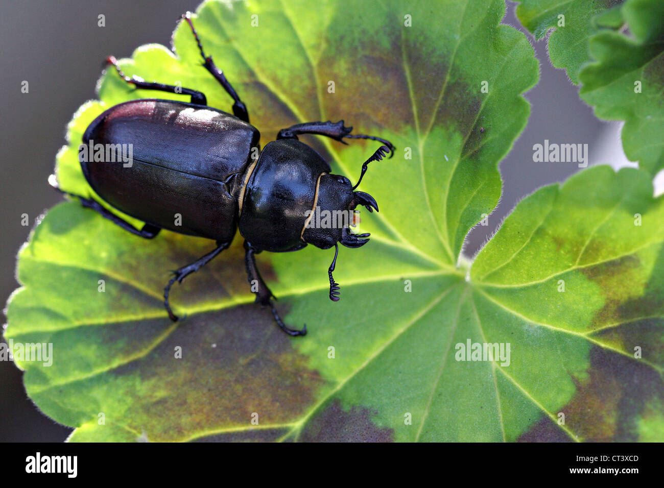 EUROPEAN STAG BEETLE Stock Photo - Alamy