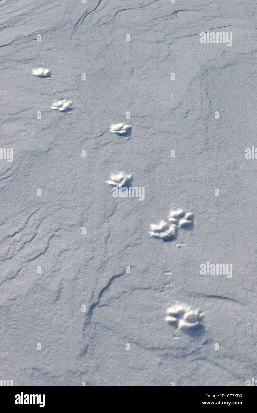 Footprint identification hi-res stock photography and images - Alamy