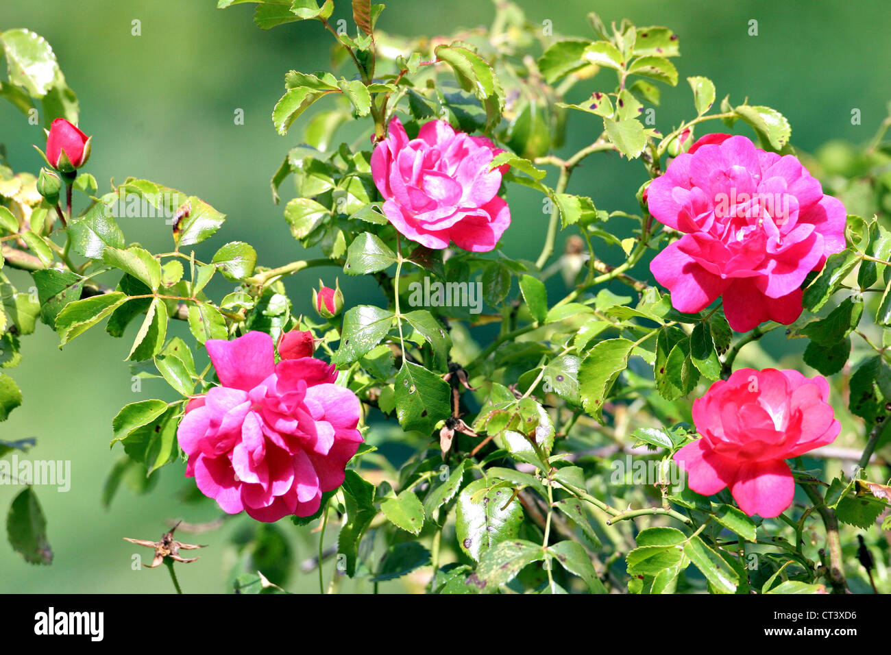 Rose tree rosa sp hi-res stock photography and images - Alamy