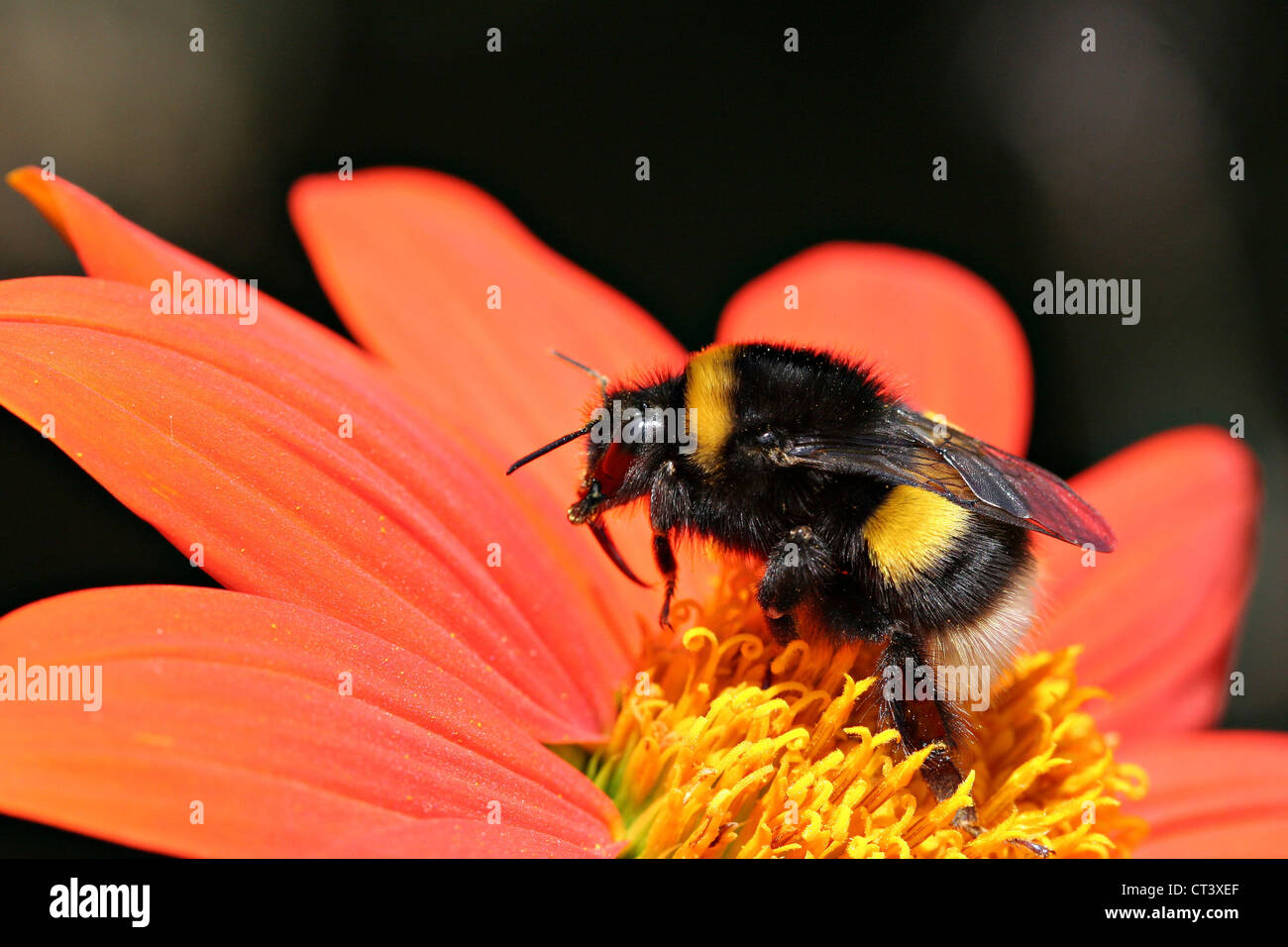 Profile bumble bee hi-res stock photography and images - Alamy