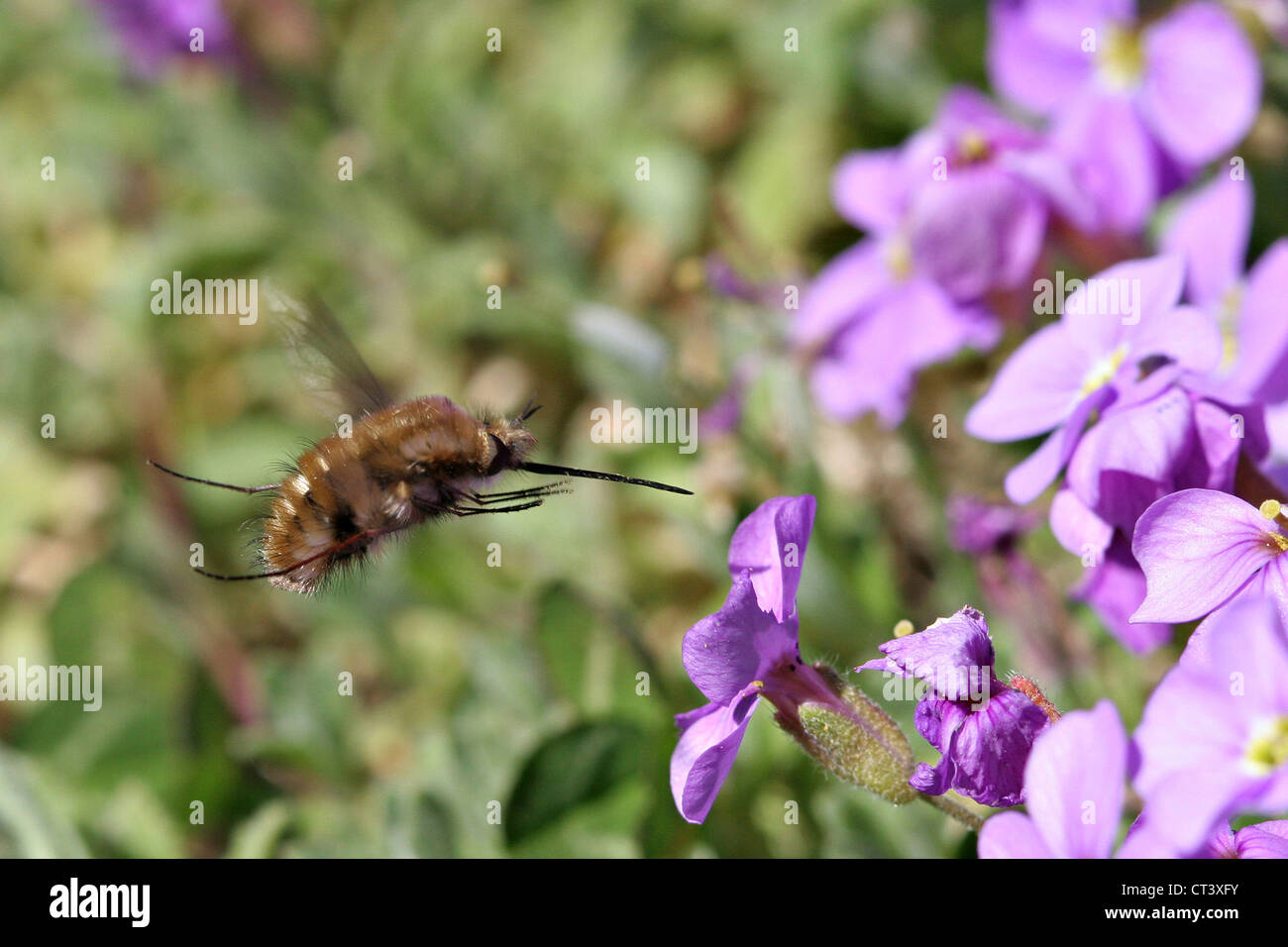 GREATER BEE FLY Stock Photo - Alamy