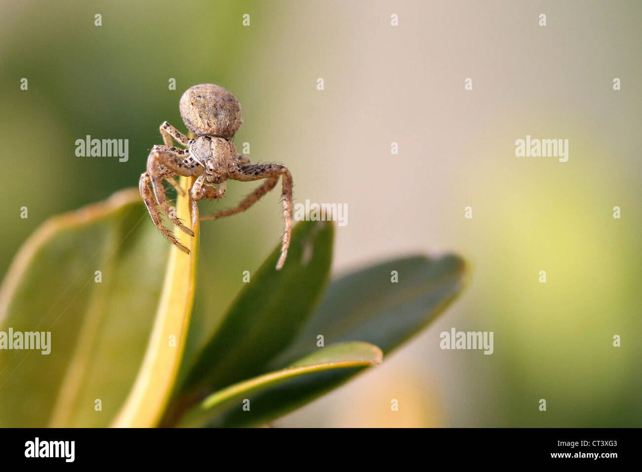 Individual spiders hi-res stock photography and images - Alamy
