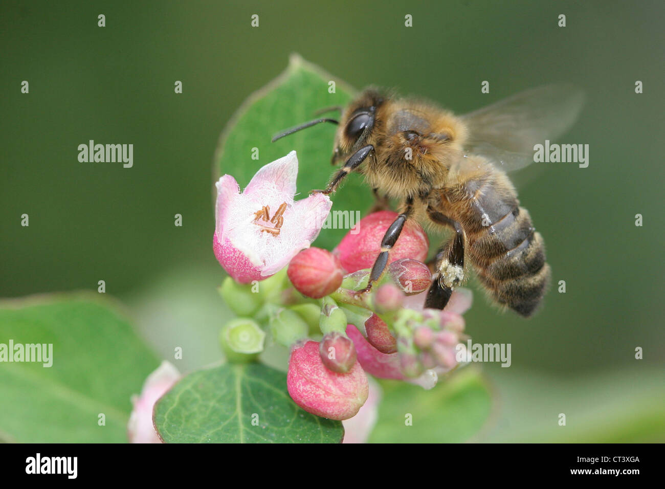 Bee Flower Side Angle View High Resolution Stock Photography and Images ...