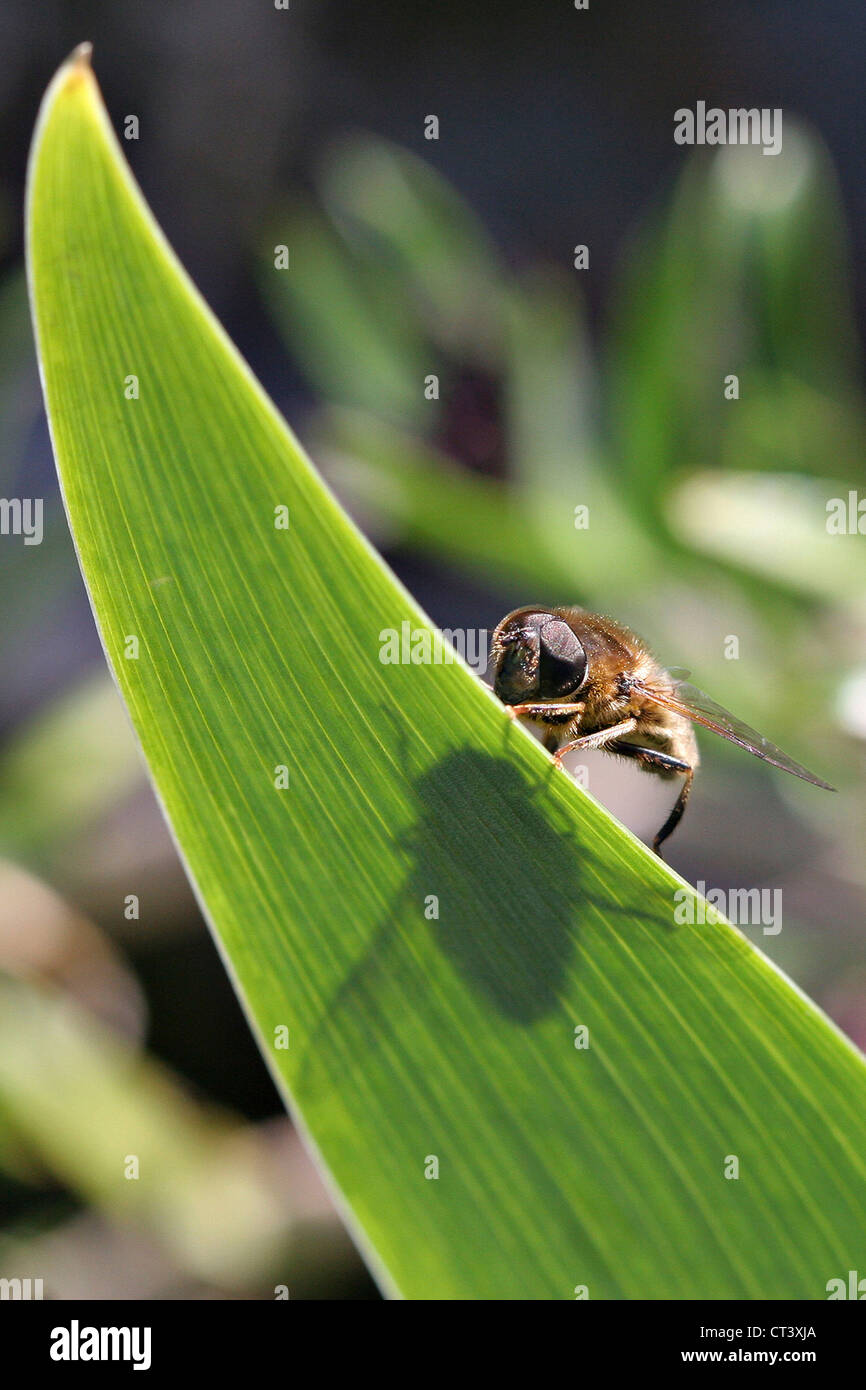 Episyrphus sp hi-res stock photography and images - Alamy
