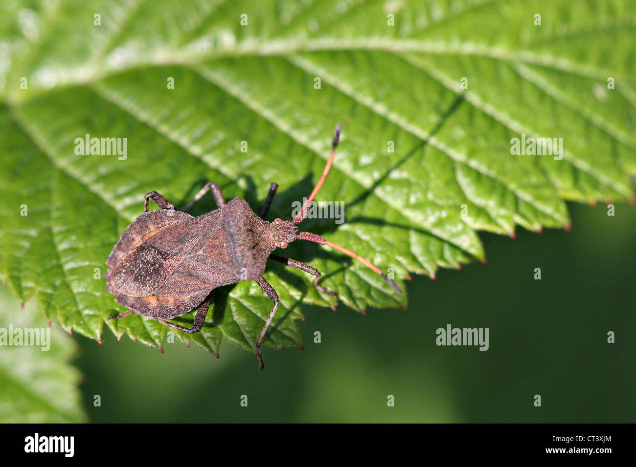 Coreid bug hi-res stock photography and images - Alamy