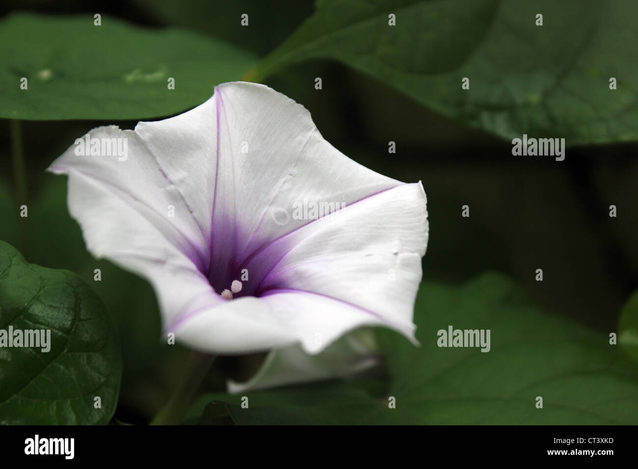 Flower of clove bean calonyction muricatum Ipomoea muricata purple ...