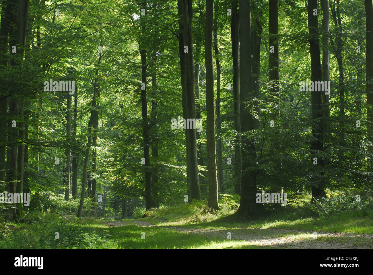Beeches fagus sp hi-res stock photography and images - Alamy