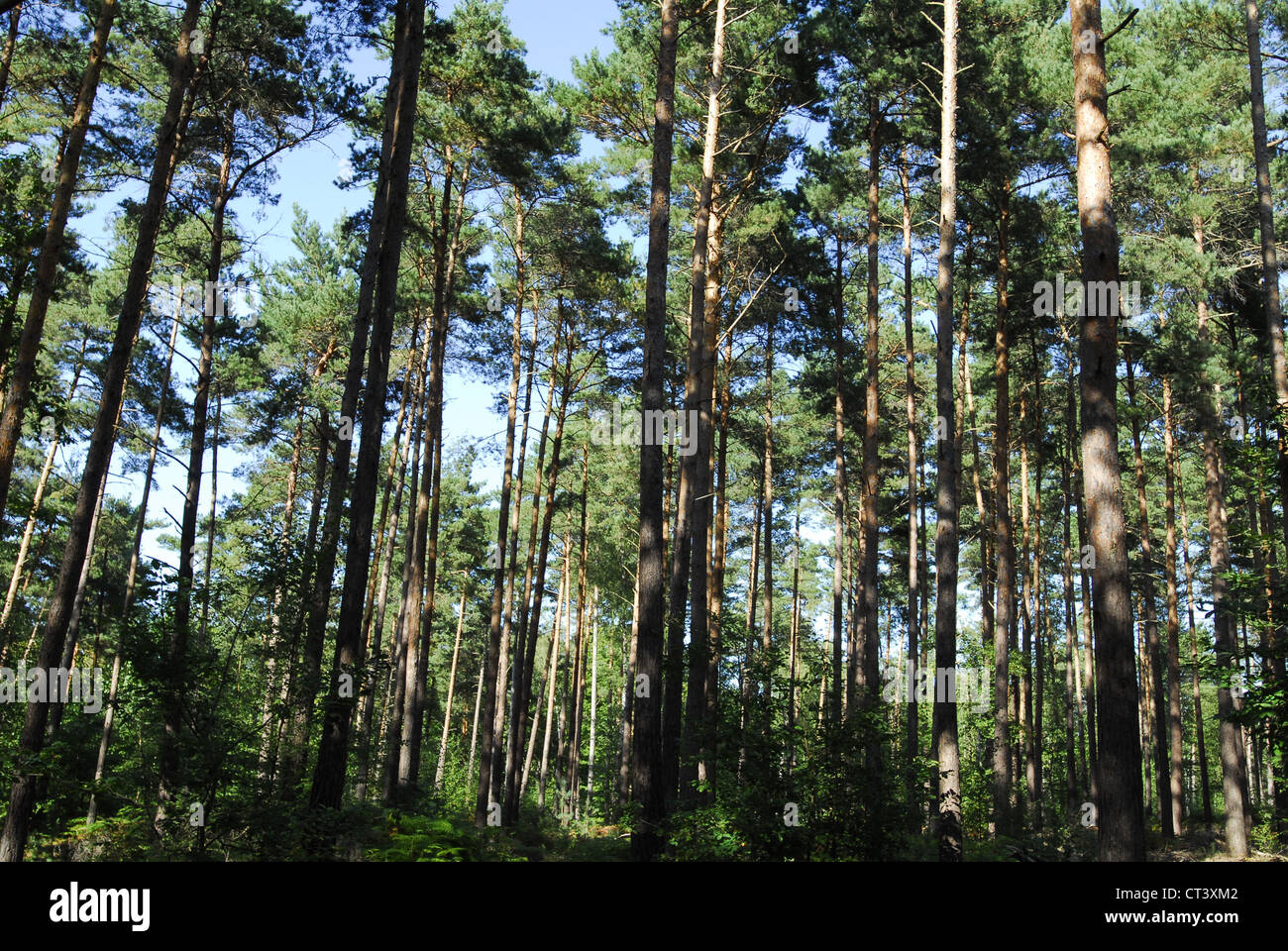 Pine forest pinus sp hi-res stock photography and images - Alamy