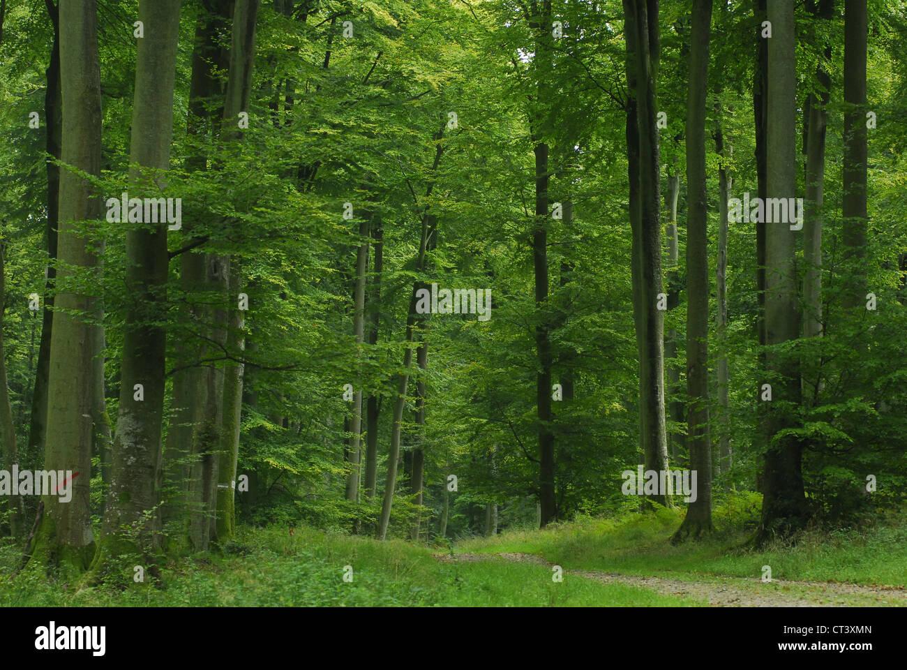 Beeches fagus sp hi-res stock photography and images - Alamy
