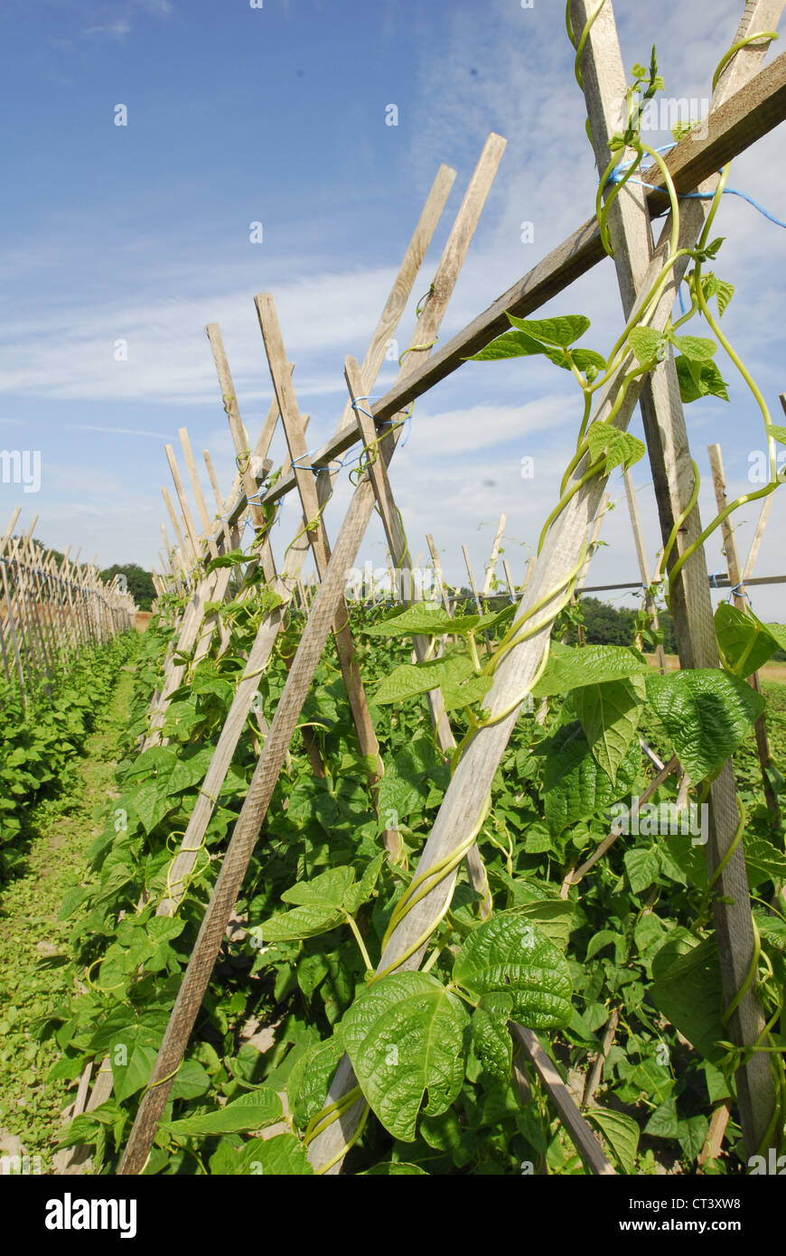 Bean cultures hi-res stock photography and images - Alamy