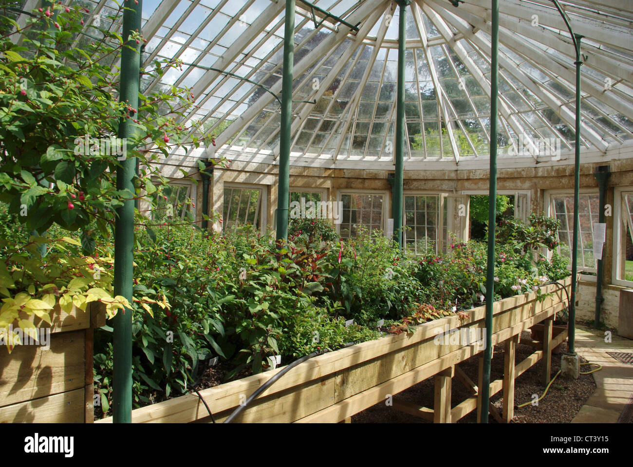 Plants and shrubs growing inside a large stone-built greenhouse in ...