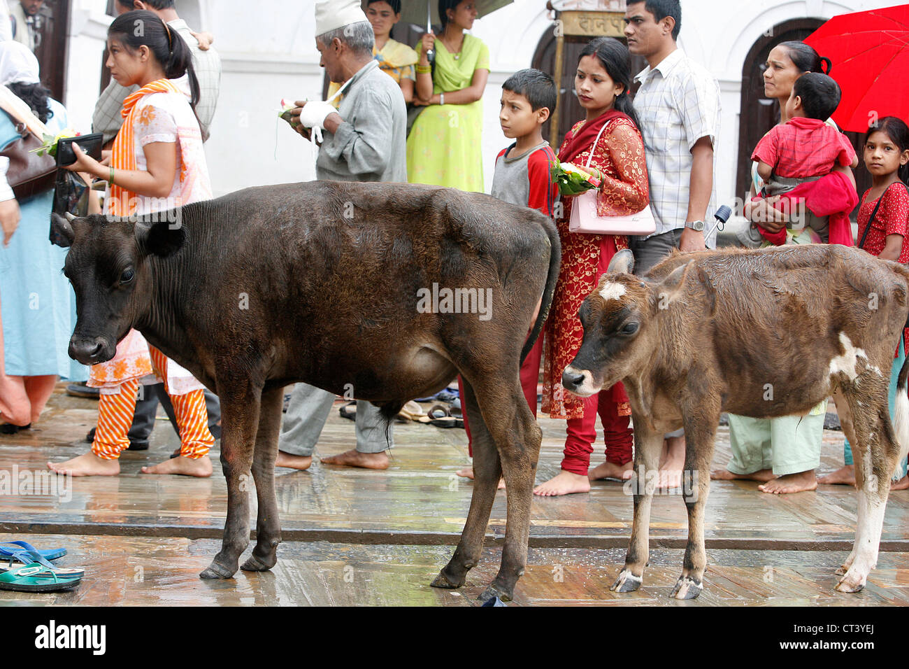 Human cow hi-res stock photography and images - Alamy