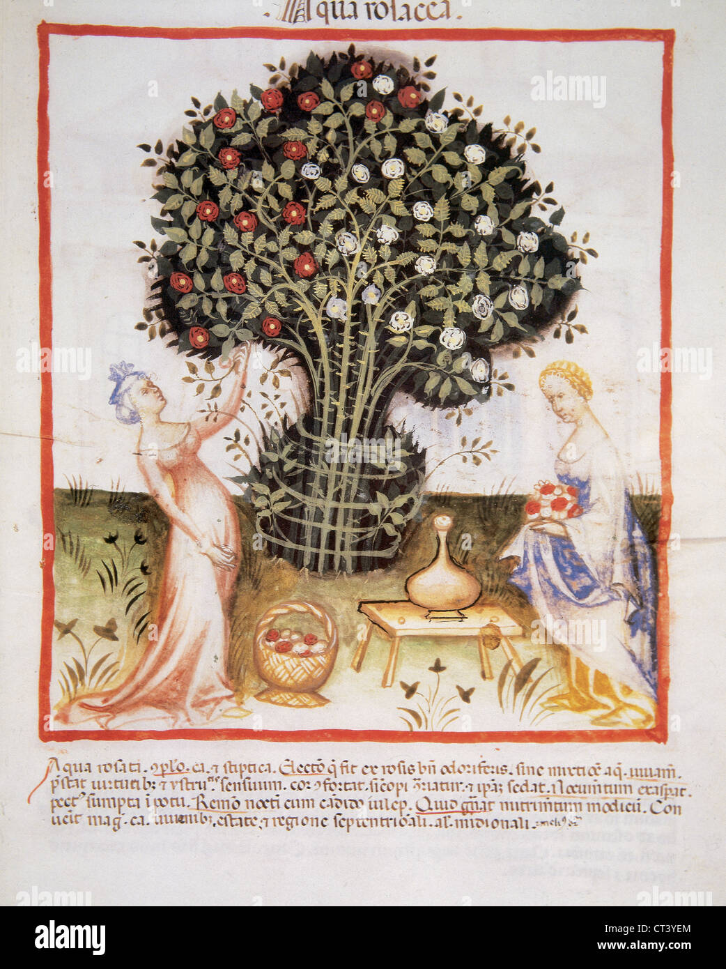 Medieval rose hi-res stock photography and images - Alamy