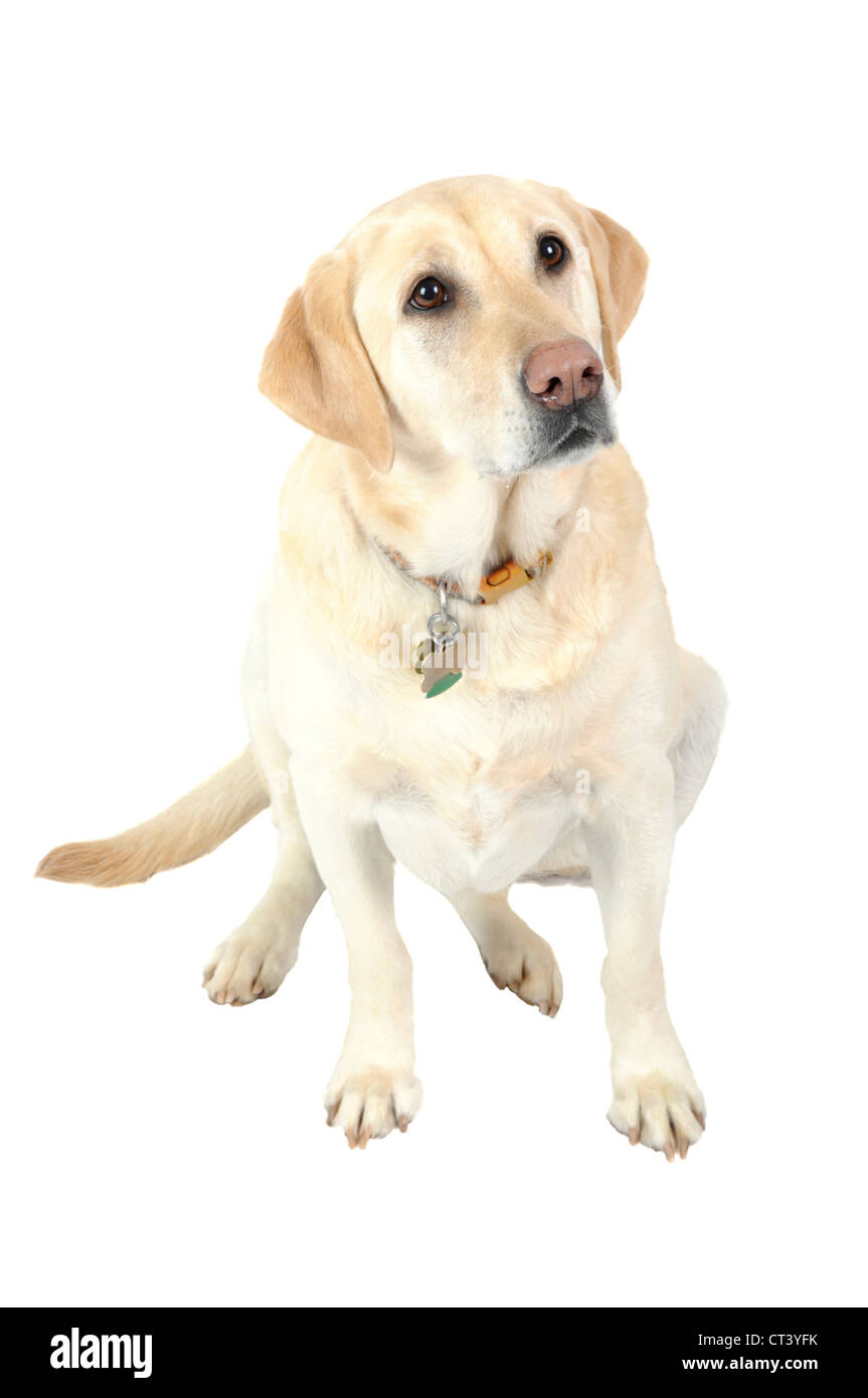 A female White Labrador dog looking quizzically isolated on white Stock ...