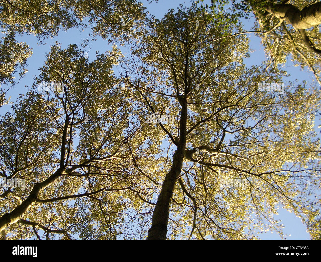 At lydiard park in swindon hi-res stock photography and images - Alamy