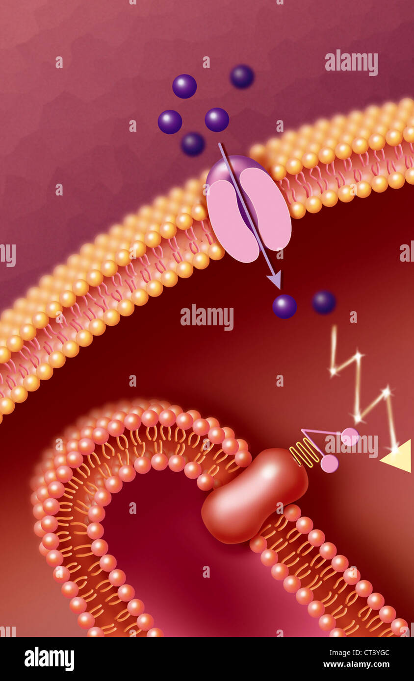 Retinene hi-res stock photography and images - Alamy