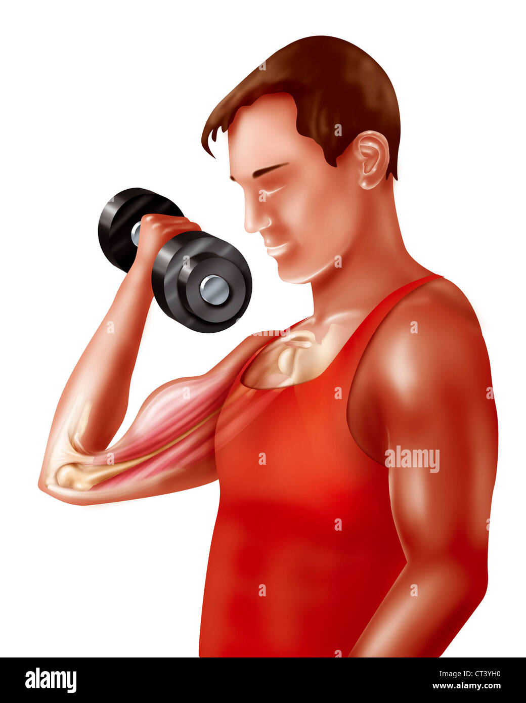 Triceps brachii hi-res stock photography and images - Alamy