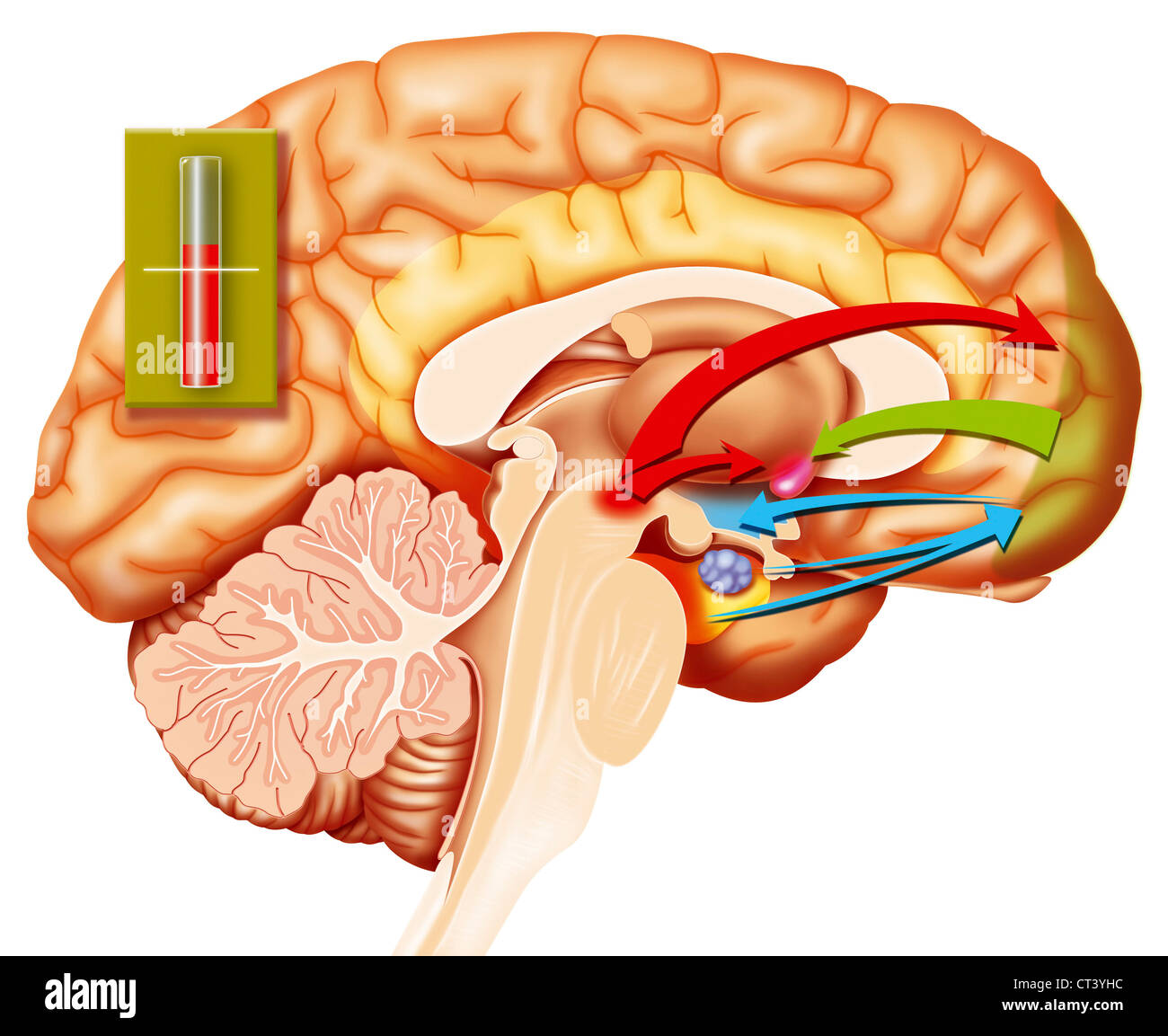 Limbic system drawing hi-res stock photography and images - Alamy