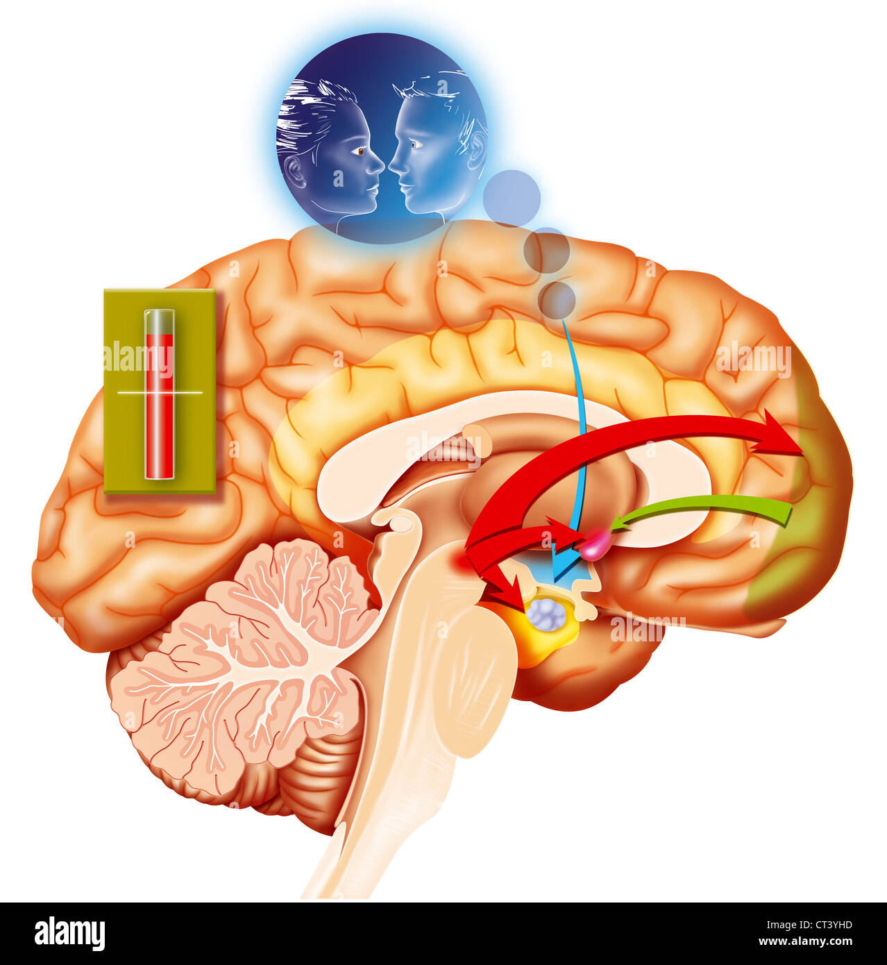 Prefrontal cortex and amygdala hi-res stock photography and images - Alamy