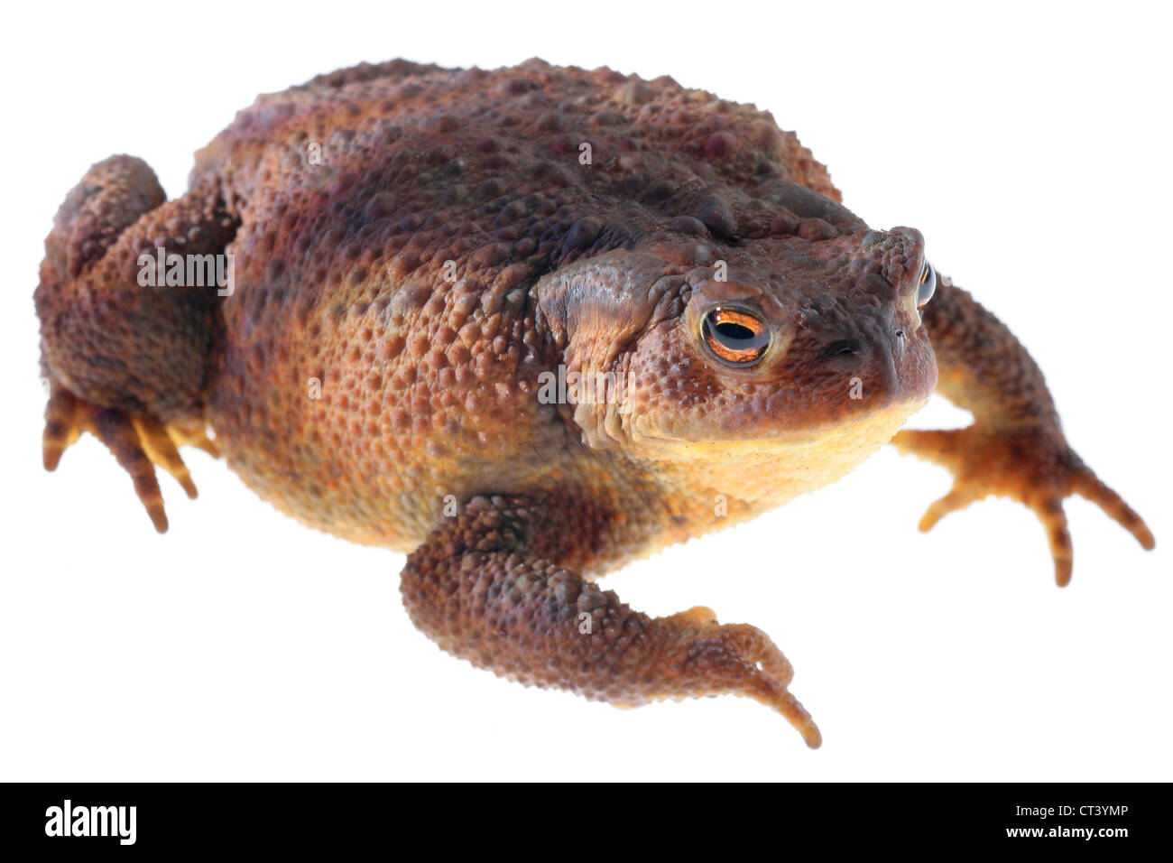 Mature toads Cut Out Stock Images & Pictures - Alamy