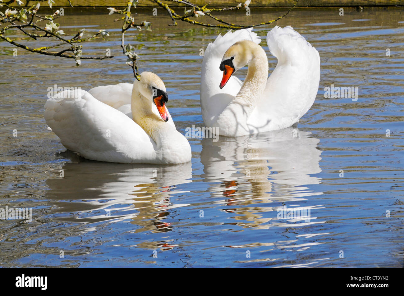 Cob and Pen courting in a pond before mating Stock Photo - Alamy