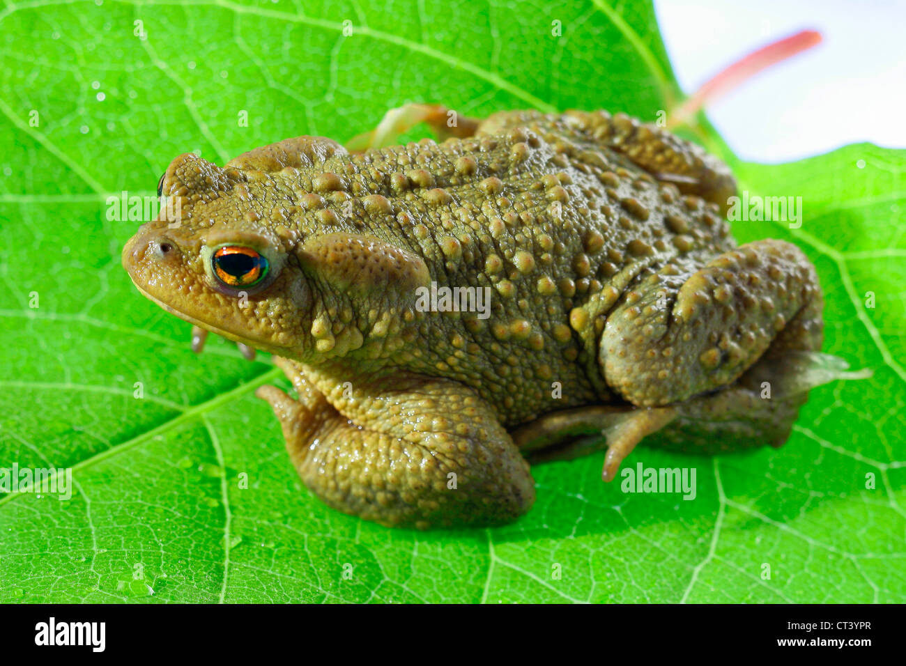 Mature toads hi-res stock photography and images - Alamy