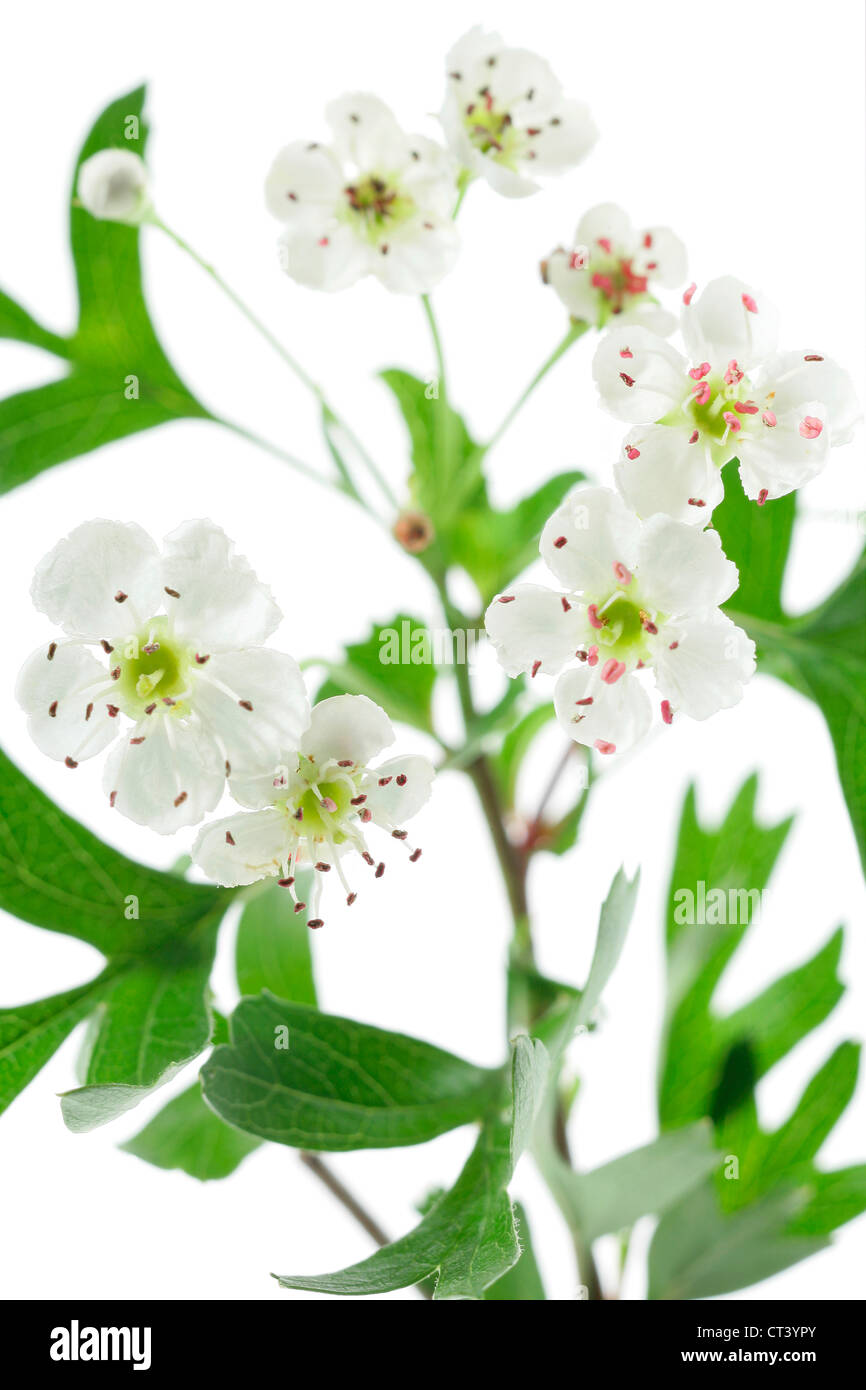 Whitehorn hi-res stock photography and images - Alamy