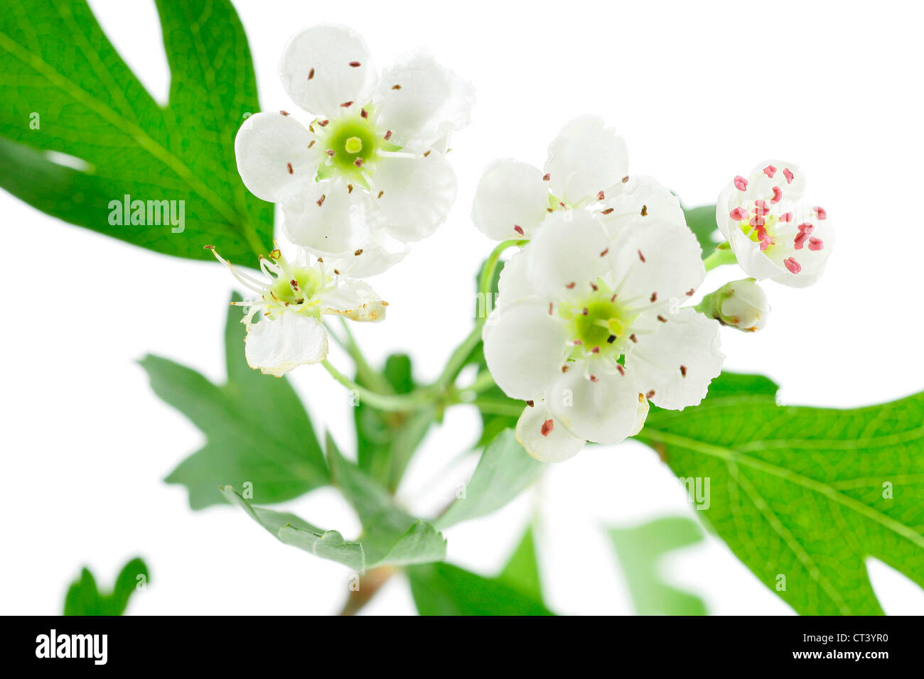 Whitehorn hi-res stock photography and images - Alamy