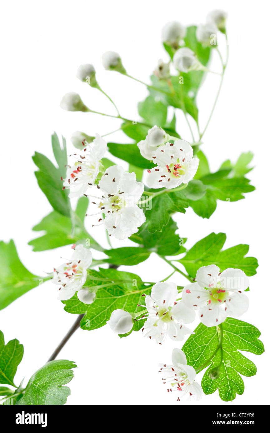 Whitehorn blossoms hi-res stock photography and images - Alamy