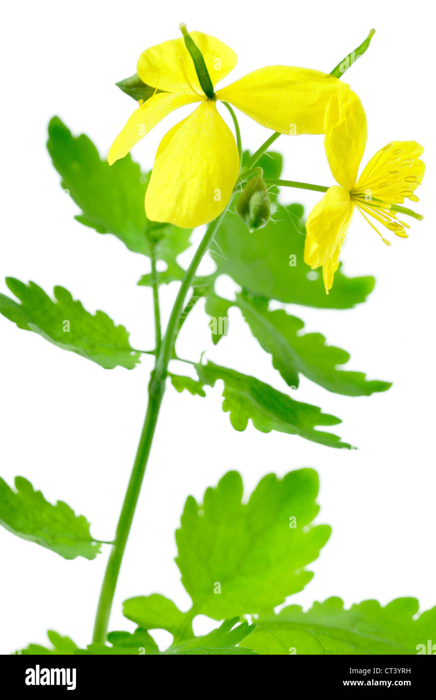 Celandines chelidonium majus hi-res stock photography and images - Alamy