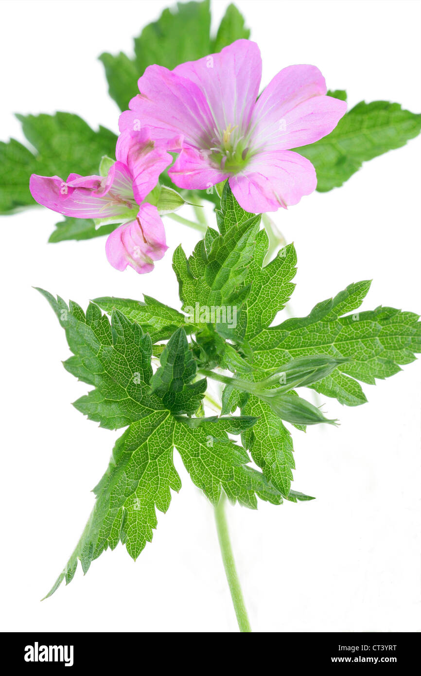 True Geranium High Resolution Stock Photography and Images - Alamy