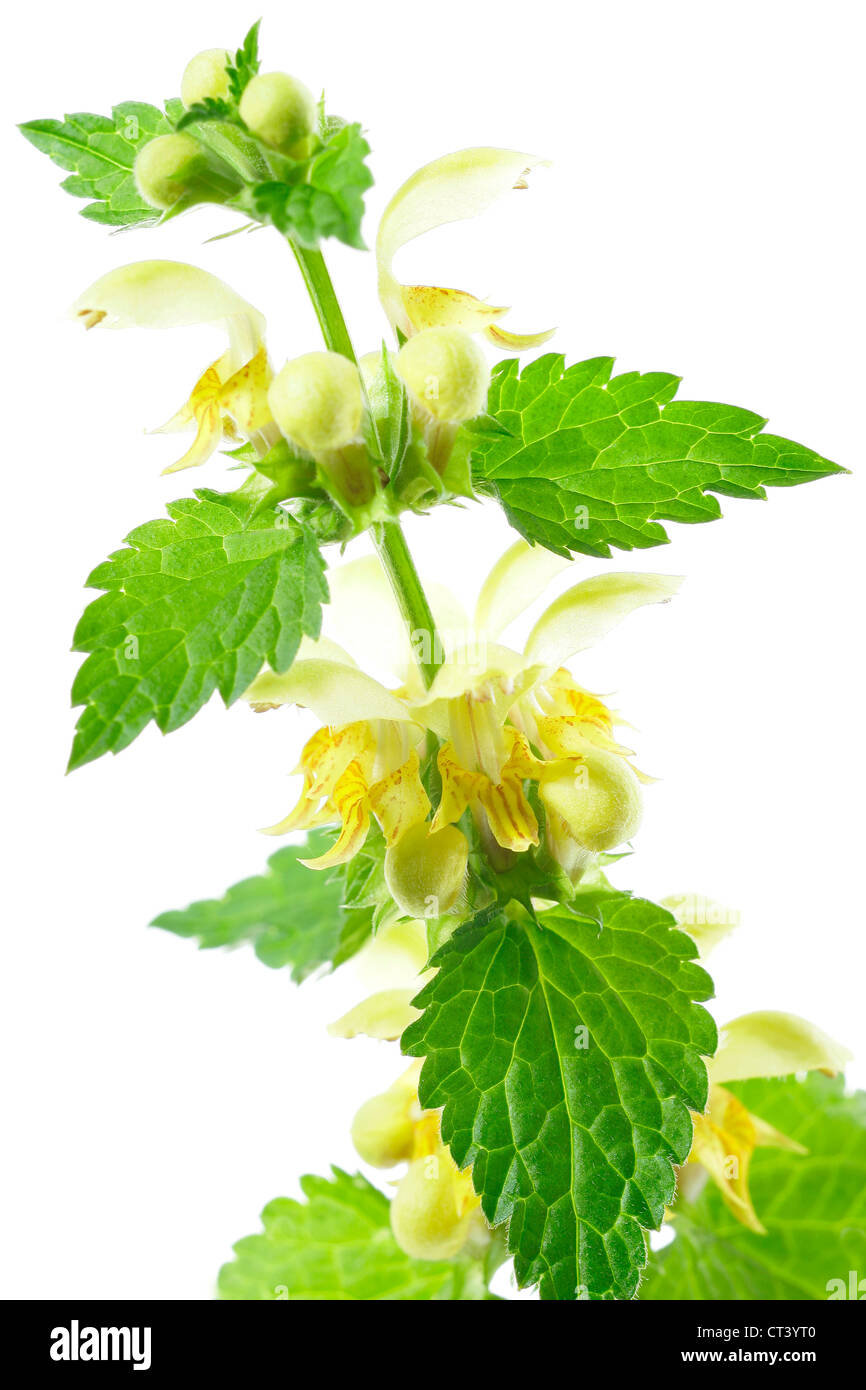 Yellow dead nettles hi-res stock photography and images - Alamy