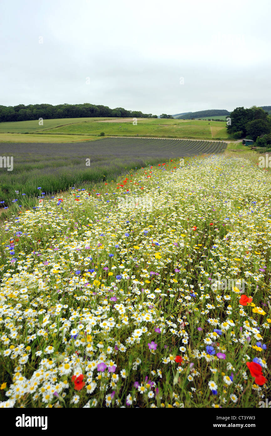 Wild flowers grow next to the lavender field at Lordington Farm near ...