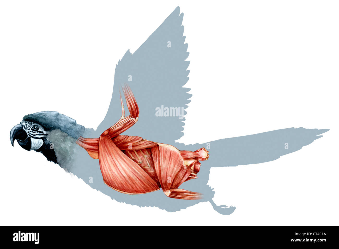 Bird Muscle Anatomy