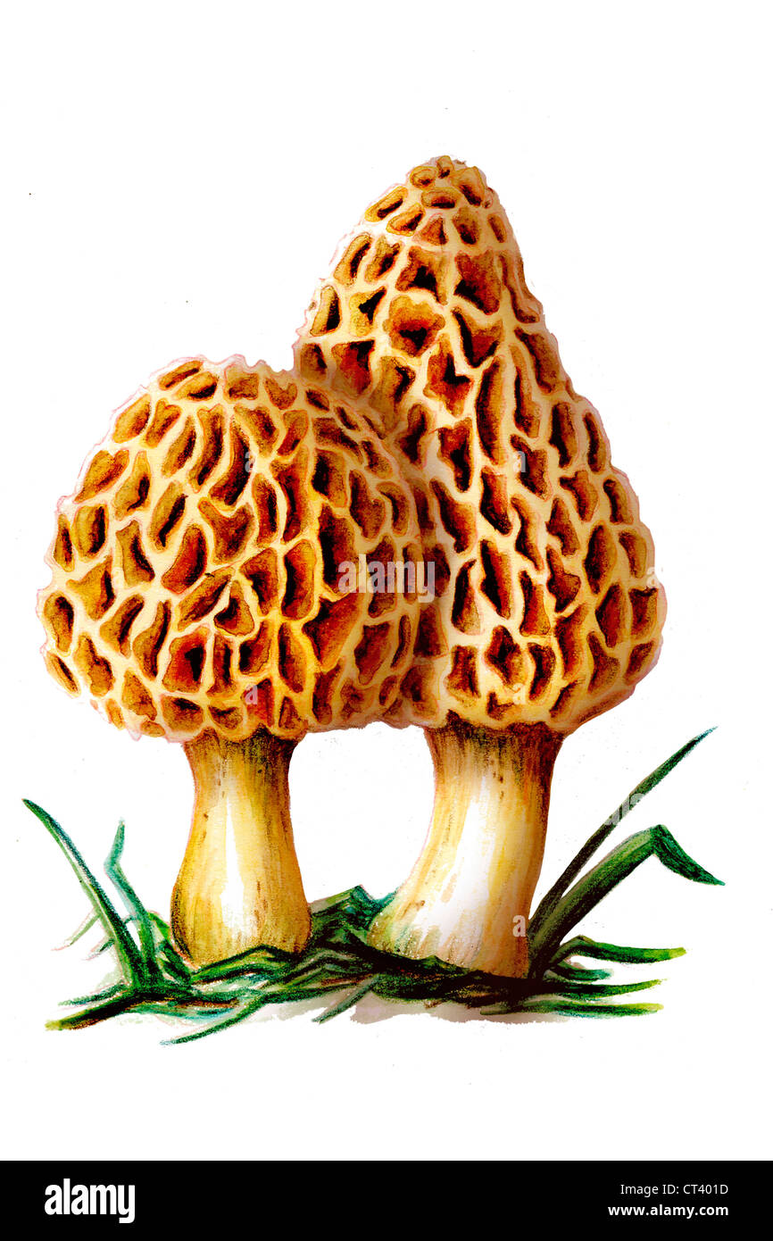 Morel morchella sp hi-res stock photography and images - Alamy