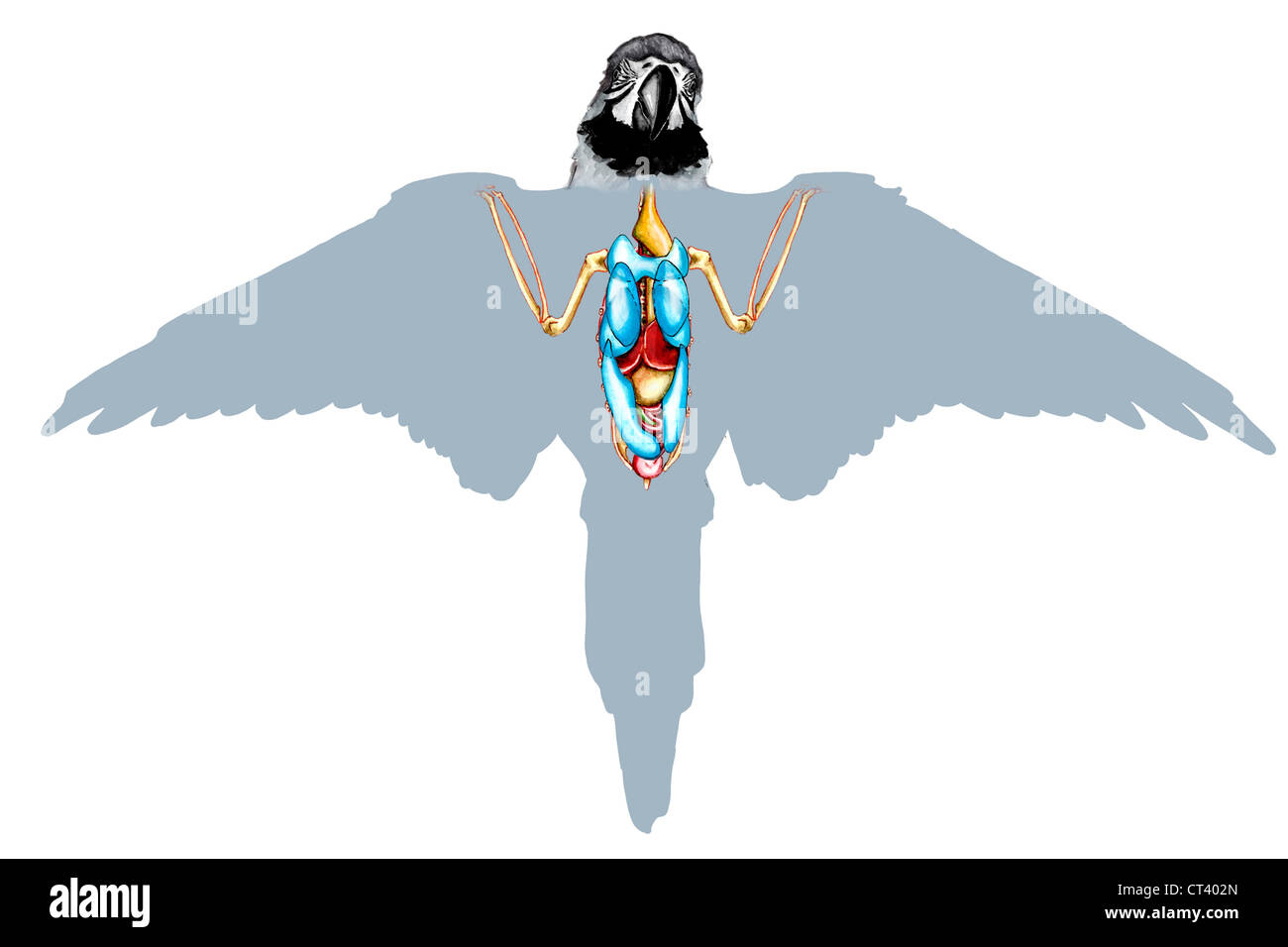 Parrot drawing hi-res stock photography and images - Alamy